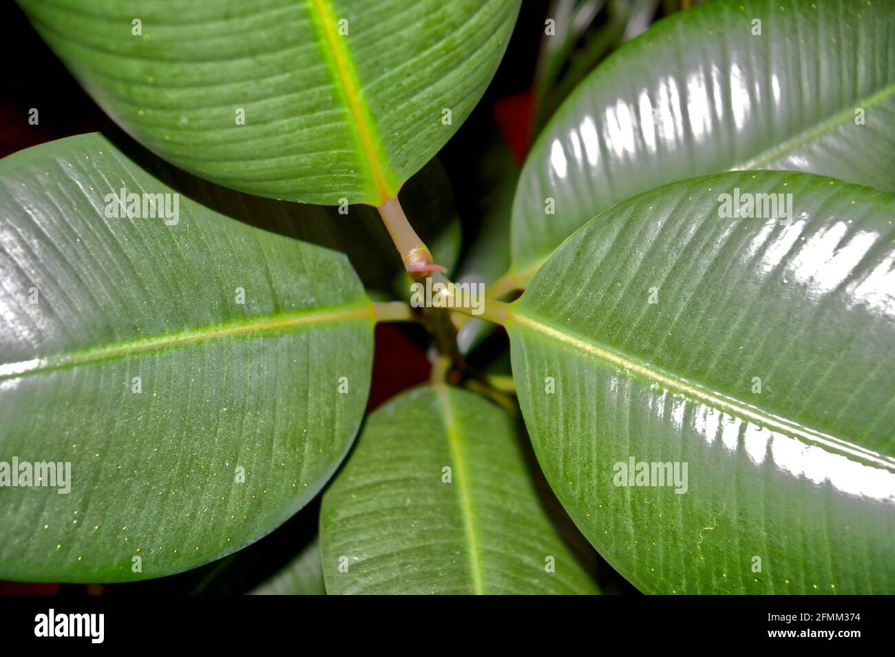 How To Have Shiny Plant Leaves at Lilian Kerry blog