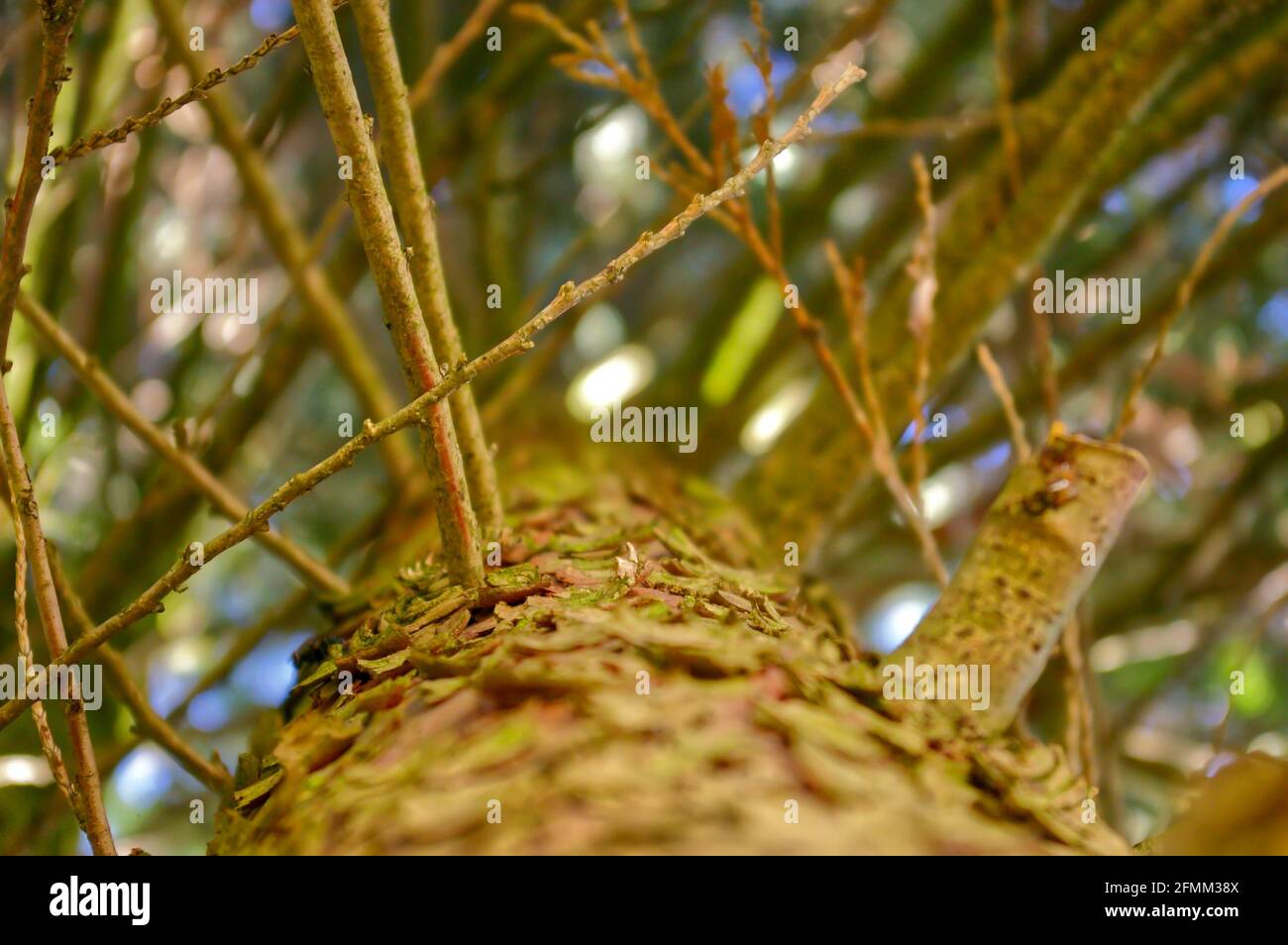 Low angle shot of a tall palm tree with tiny branches protruding from ...