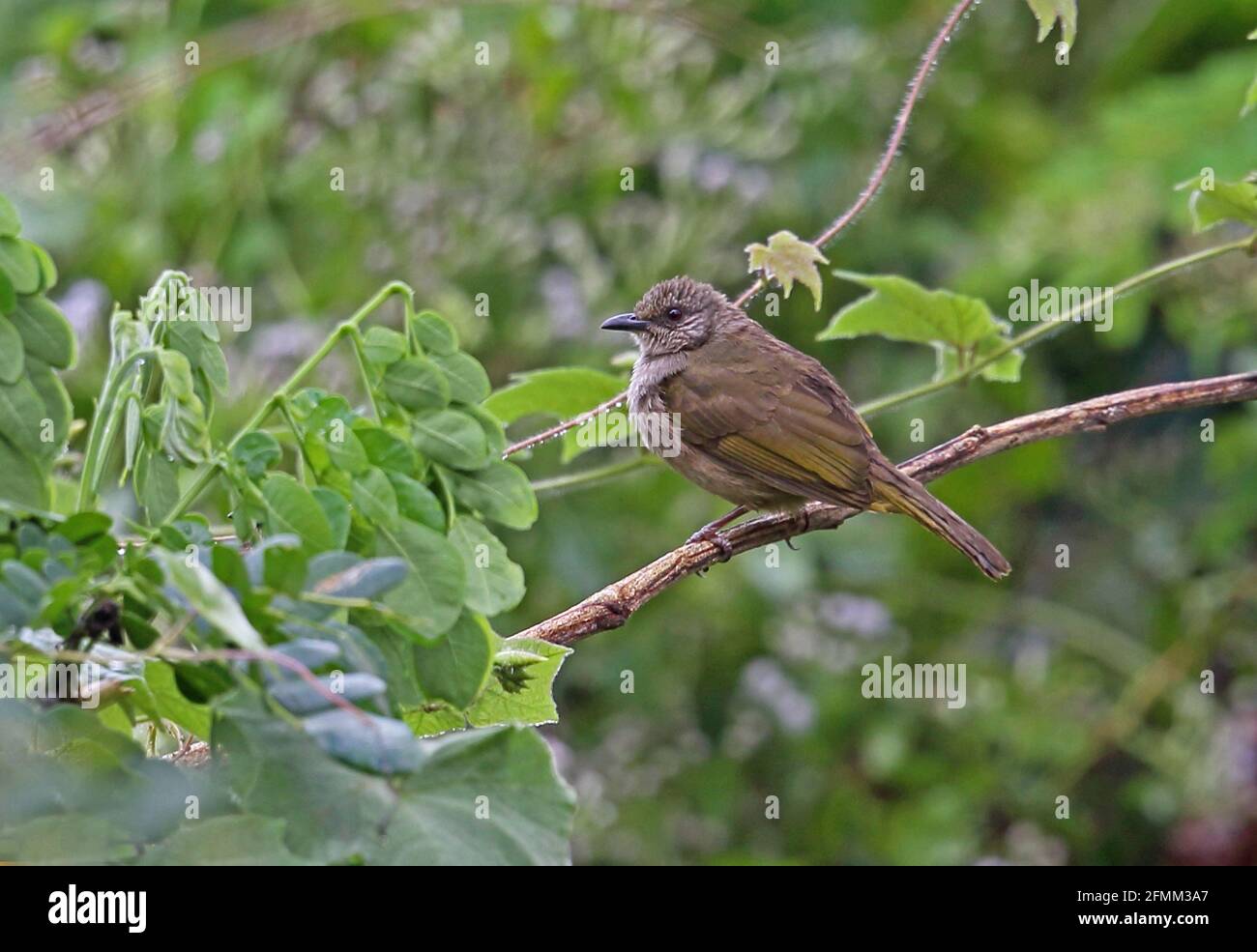 Olive-winged Bulbul (Pycnonotus plumosus plumosus) adult perched on ...