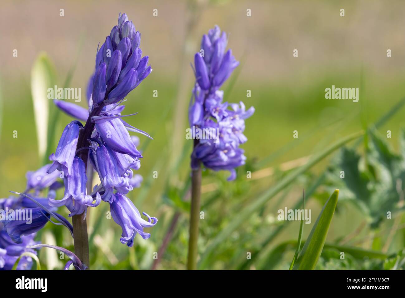 Close up of a common bluebell (hyacinthoides non scripta) flower in ...