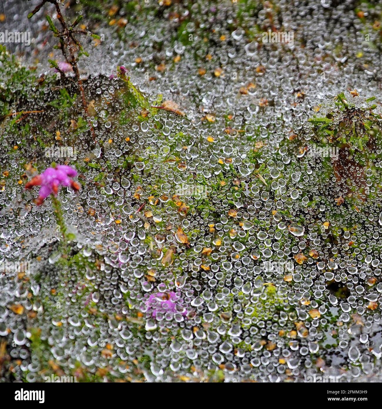 Abstract background of flowers in a field during heavy rain Stock Photo ...