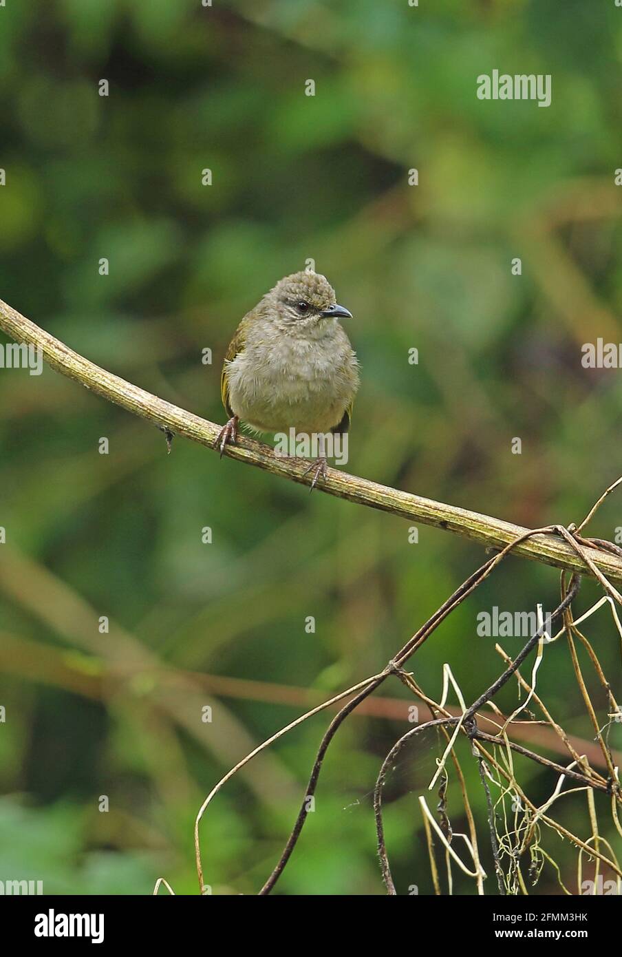 Olive-winged Bulbul (Pycnonotus plumosus plumosus) adult perched on ...