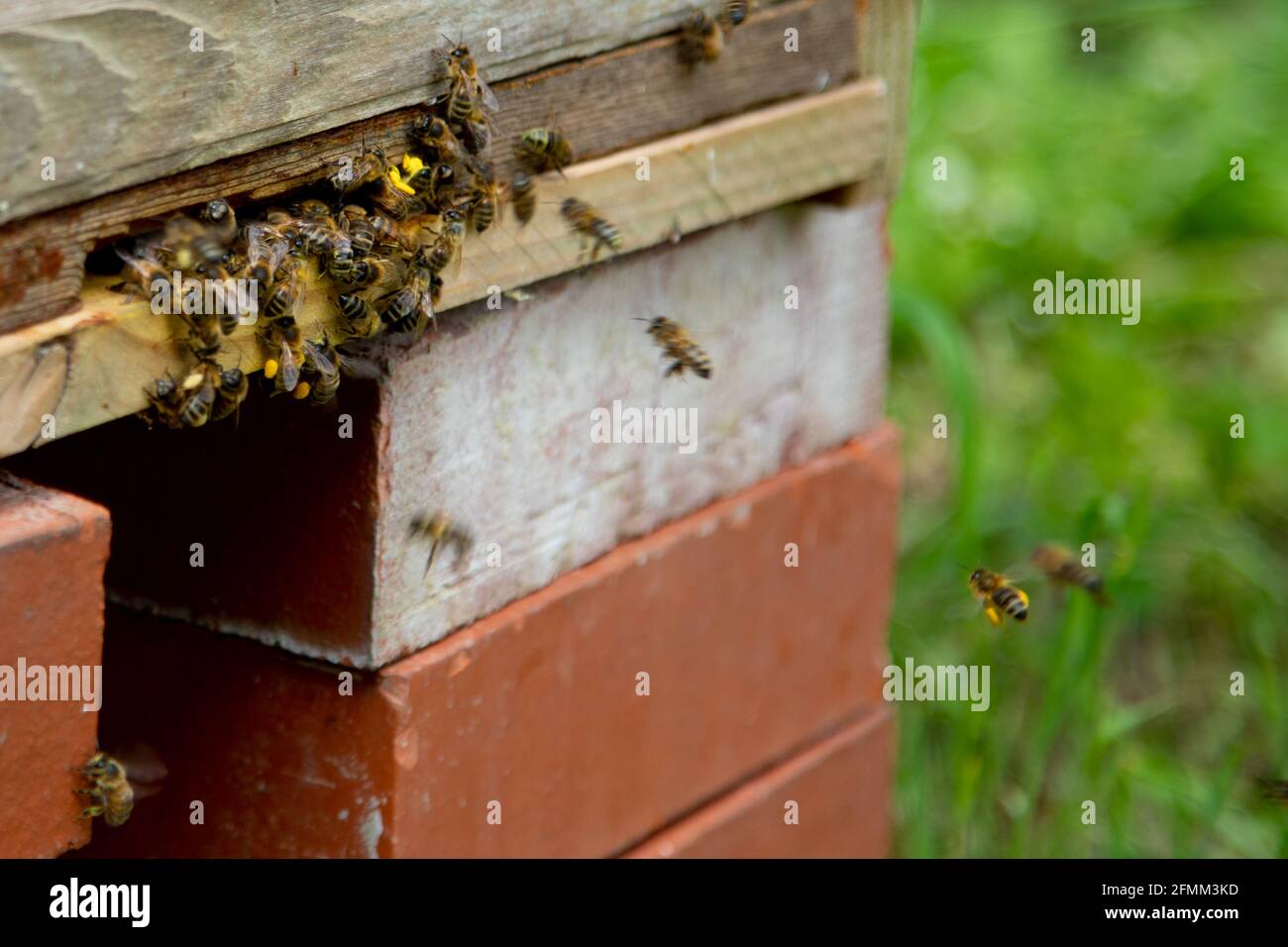 Bees at the entrance to the hive - returning foragers with rapeseed ...
