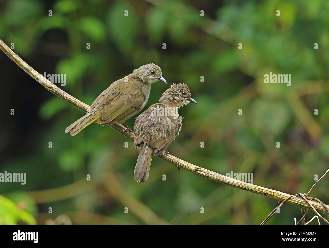 Olive winged bulbul hi-res stock photography and images - Alamy