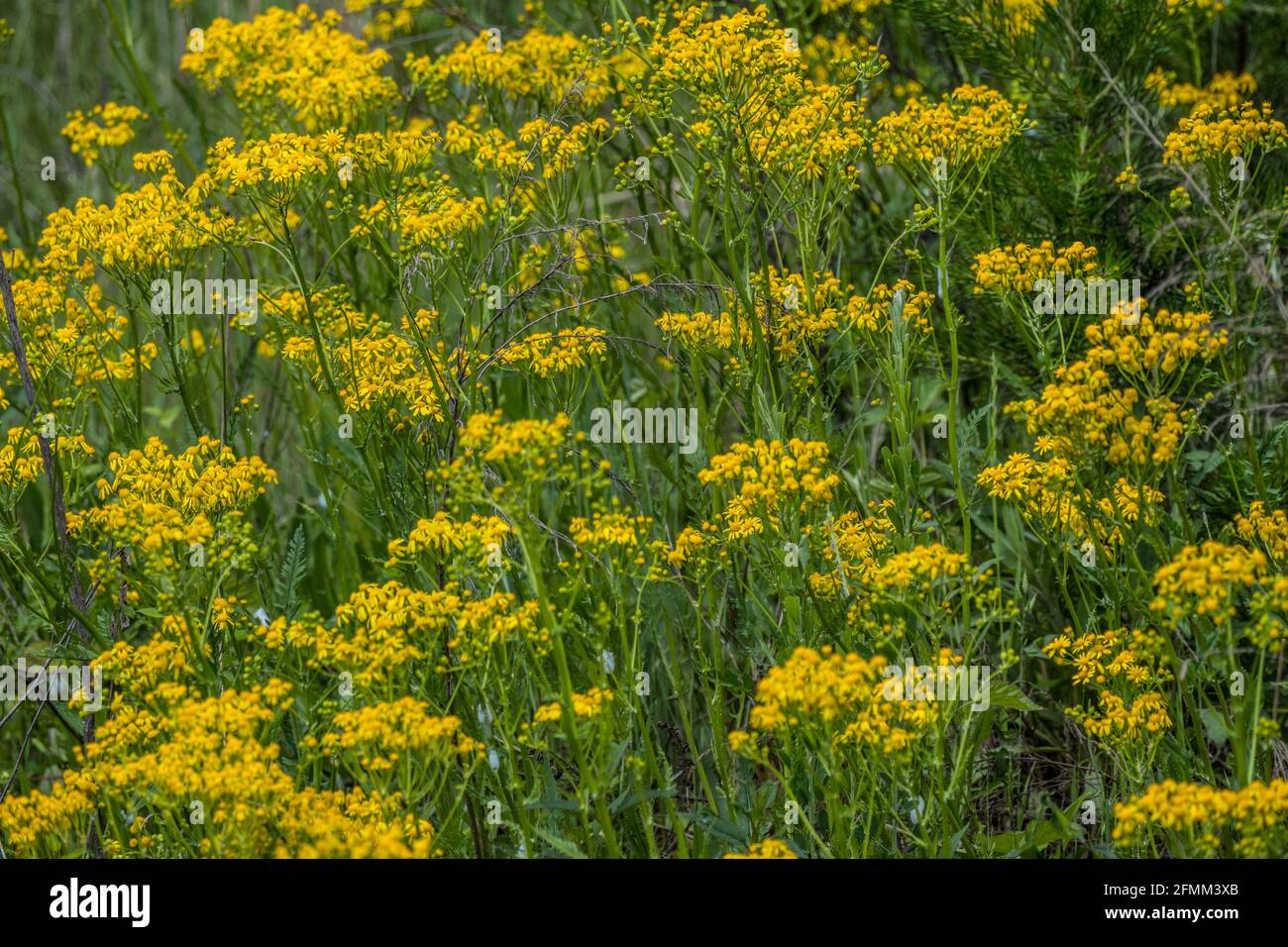 Yellow Flower Identification Tall Clusters 21 Weeds With Yellow
