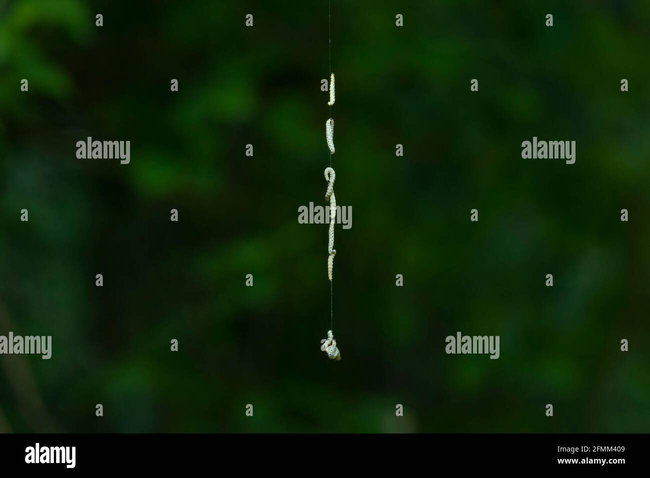 Large white larvae experience four moultings and five instars Stock ...