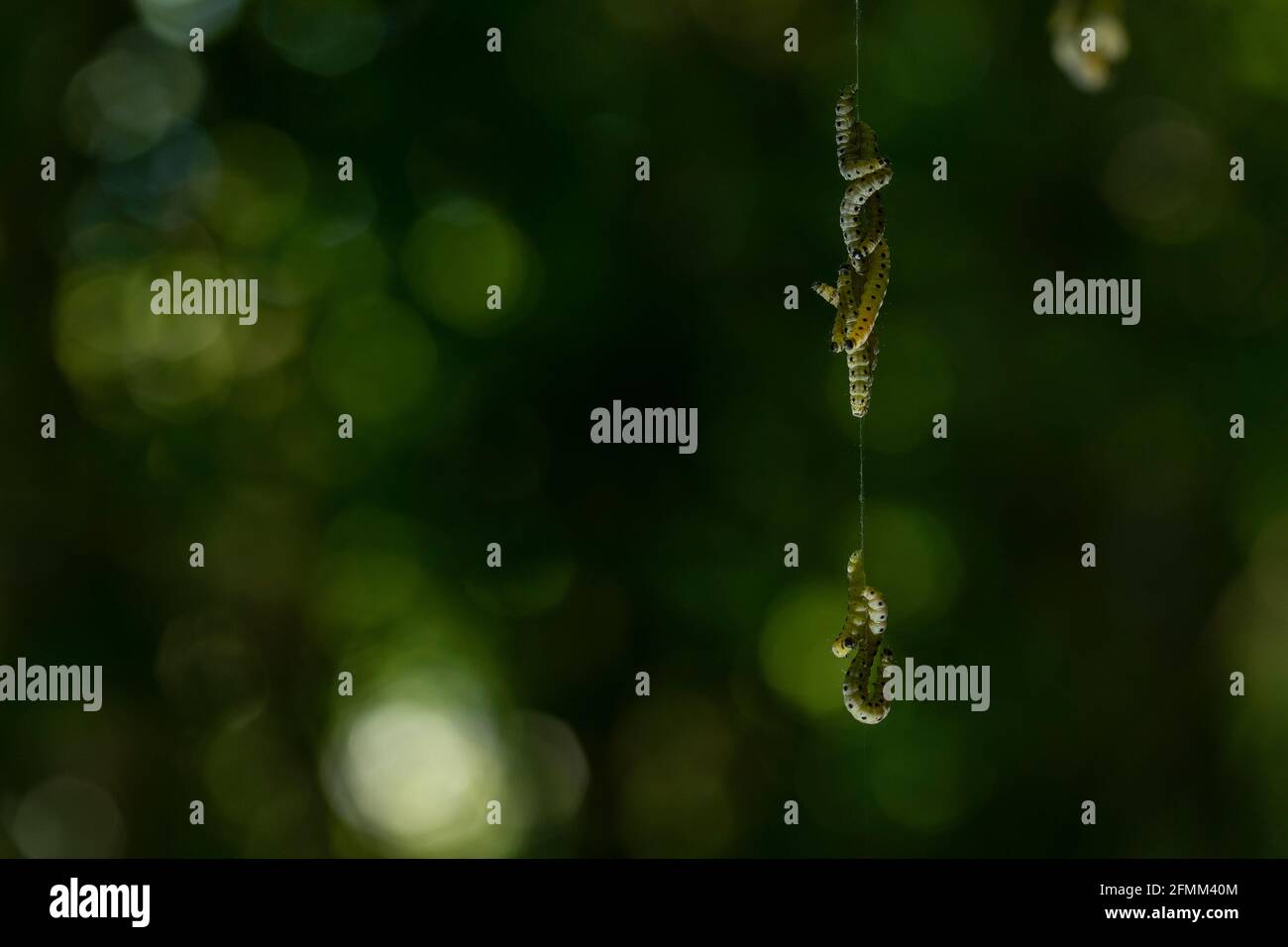 Large white larvae experience four moultings and five instars Stock ...