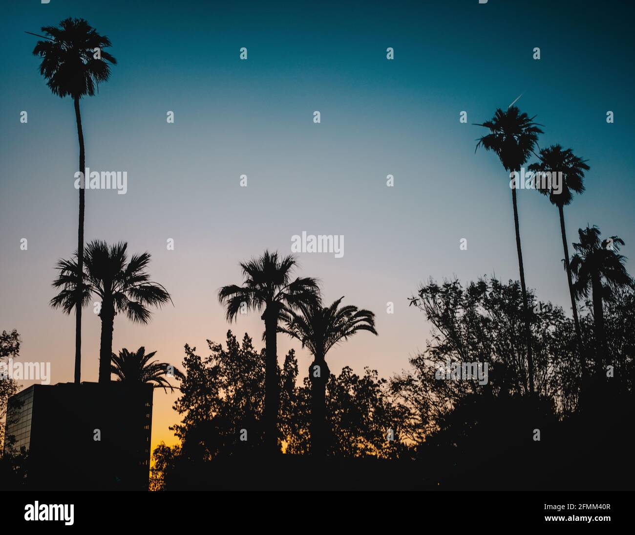 Tropical sunset in Phoenix Arizona, summer night buildings and palm ...