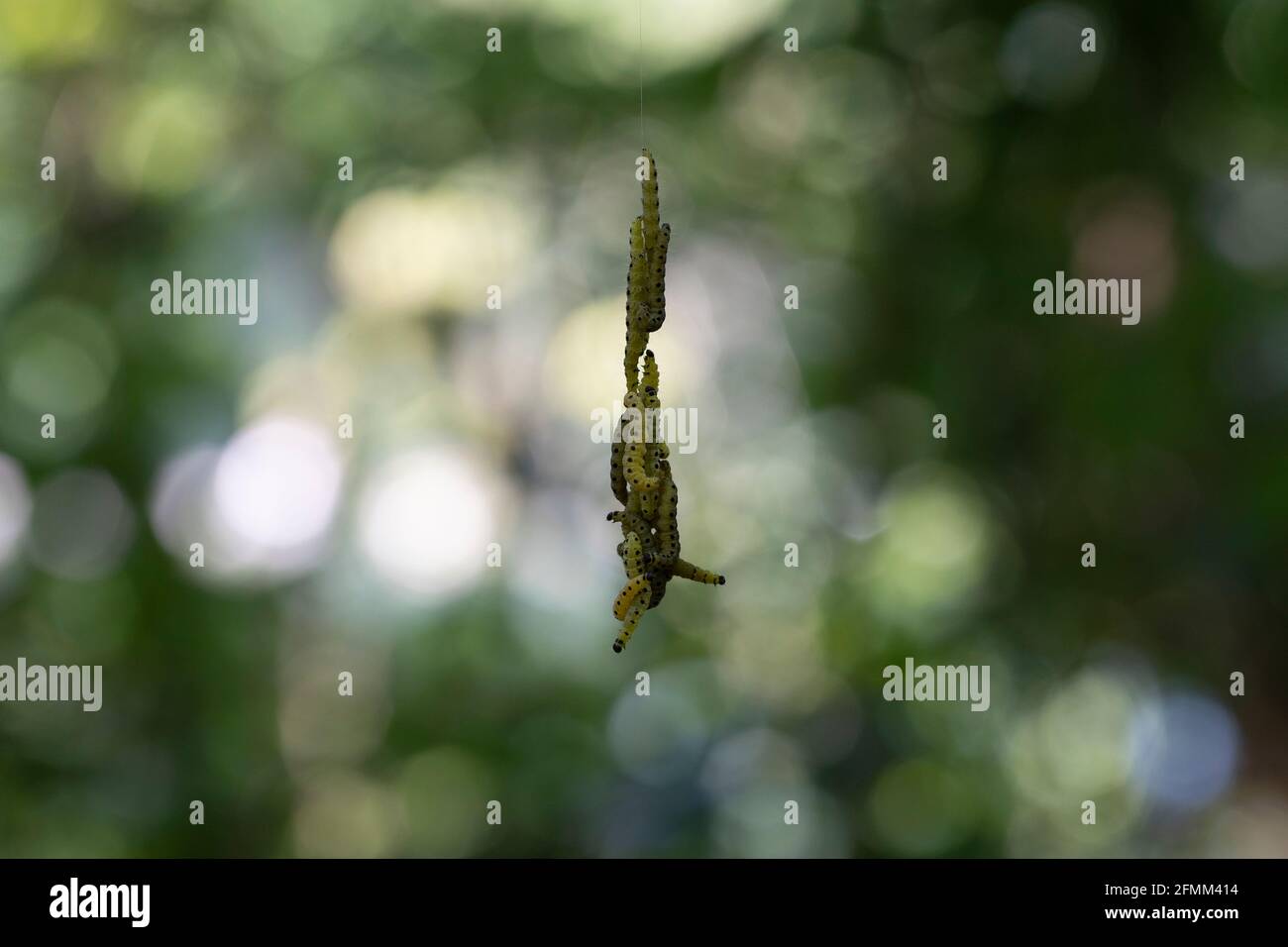 Large white larvae experience four moultings and five instars Stock ...