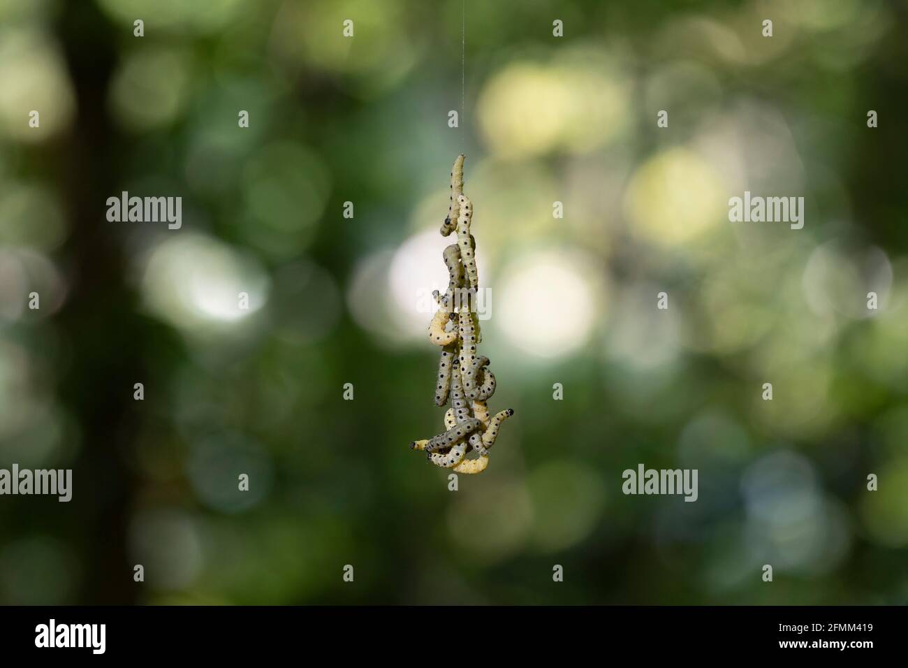 White larvae hi-res stock photography and images - Alamy