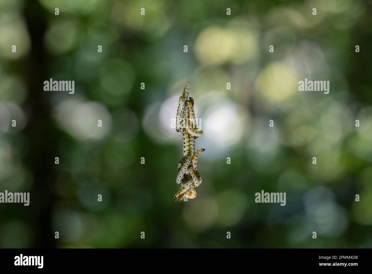 White larvae hi-res stock photography and images - Alamy
