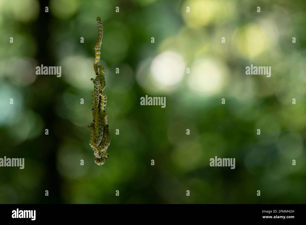Large white larvae experience four moultings and five instars Stock ...