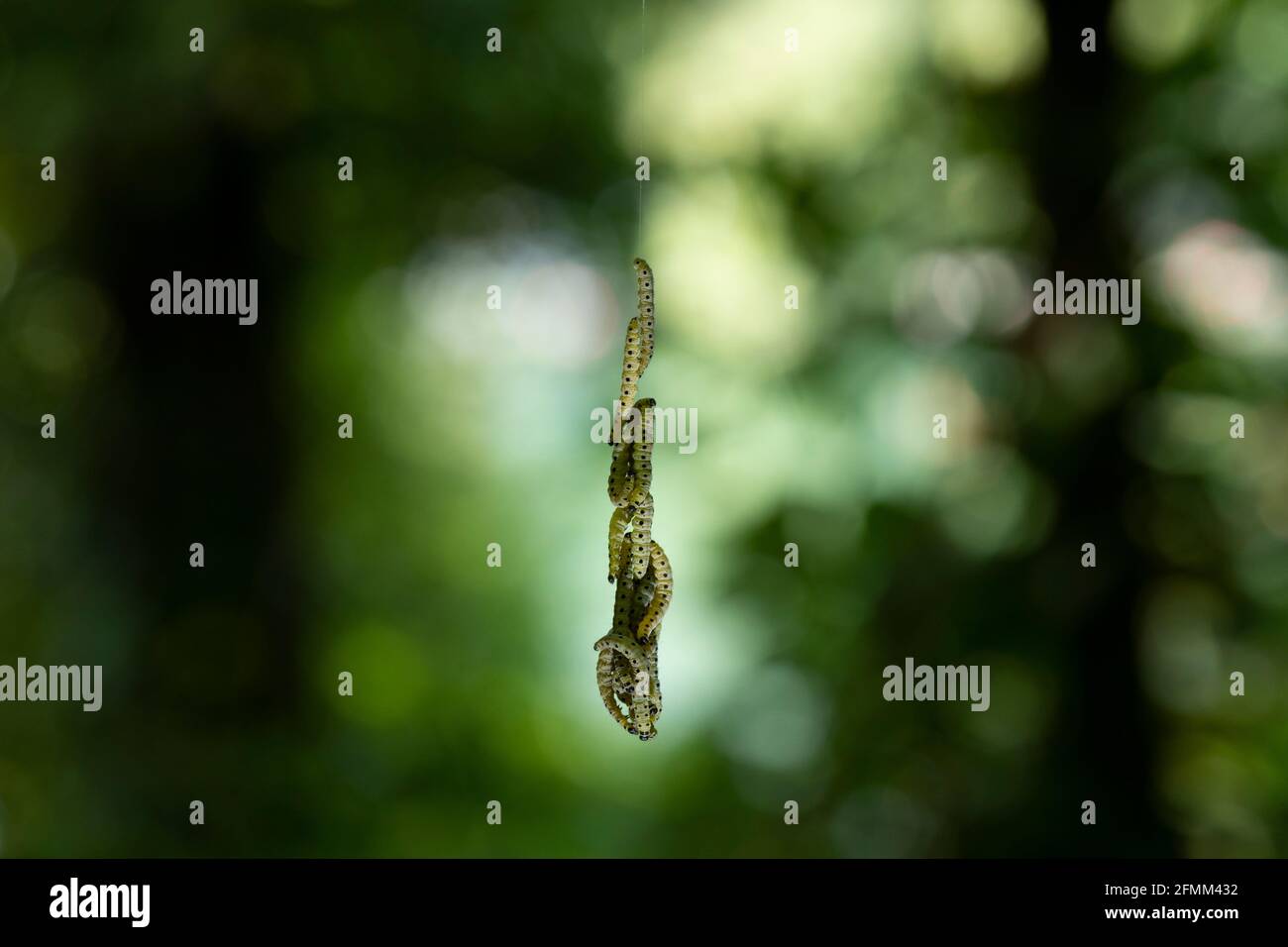 Large white larvae experience four moultings and five instars Stock ...