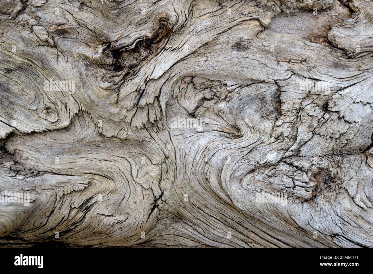 Dead tree texture hi-res stock photography and images - Alamy