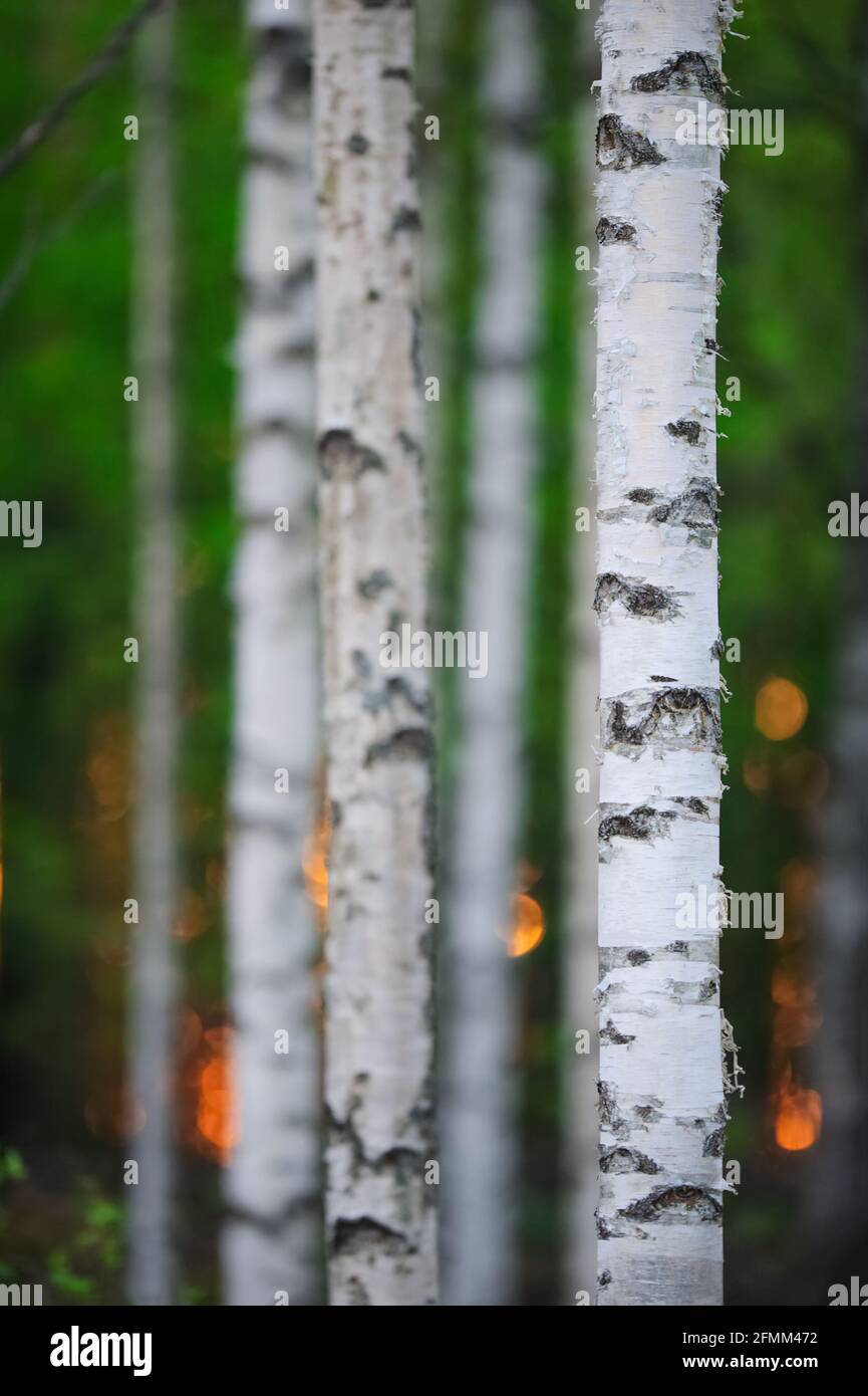 Birch tree trunks Stock Photo - Alamy