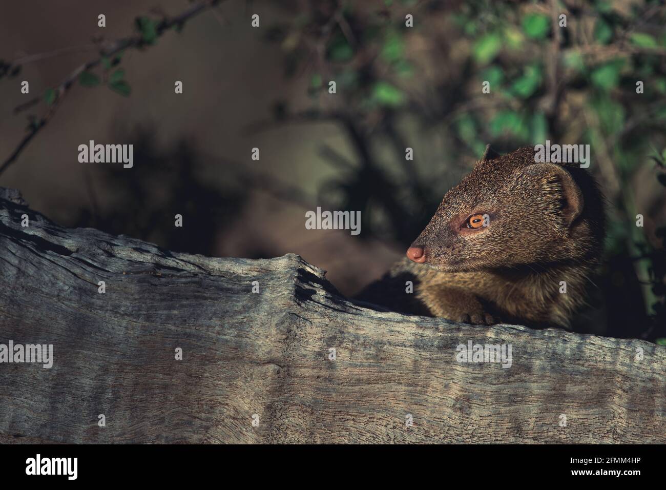 Slender black tipped mongoose hi-res stock photography and images - Alamy