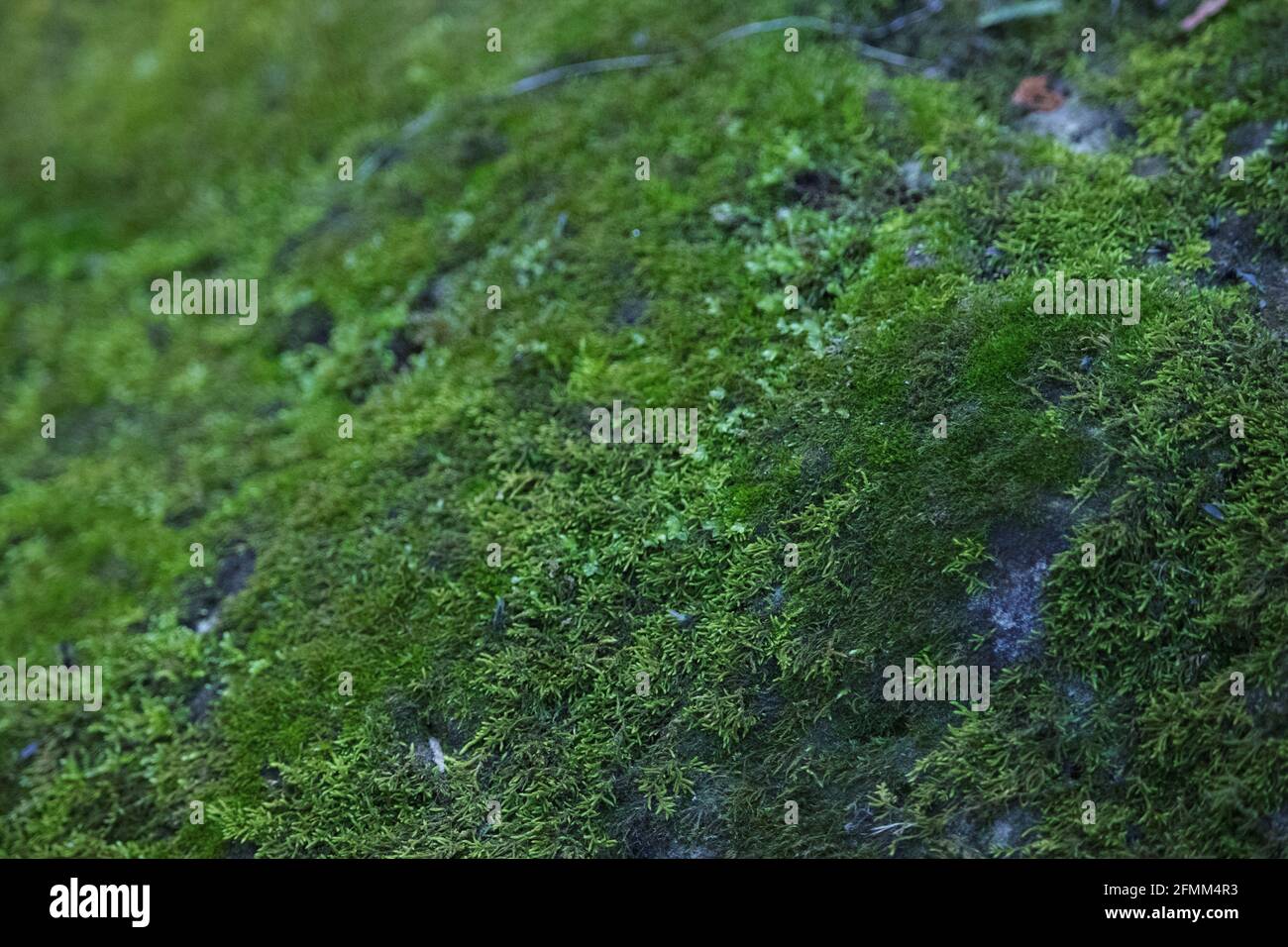 Close up moss hi-res stock photography and images - Alamy