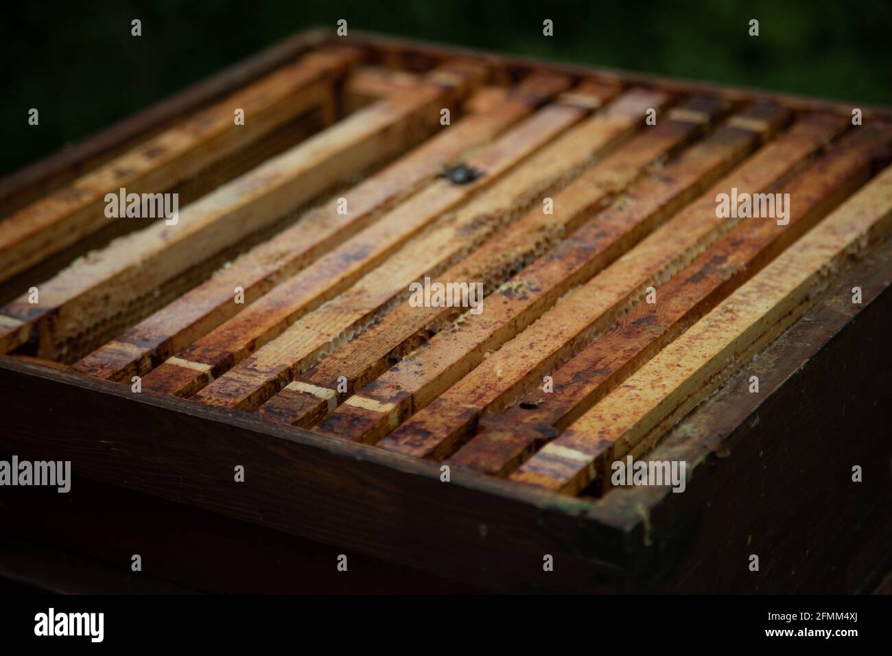 Open beehive - showing brood frames with propolis Stock Photo - Alamy