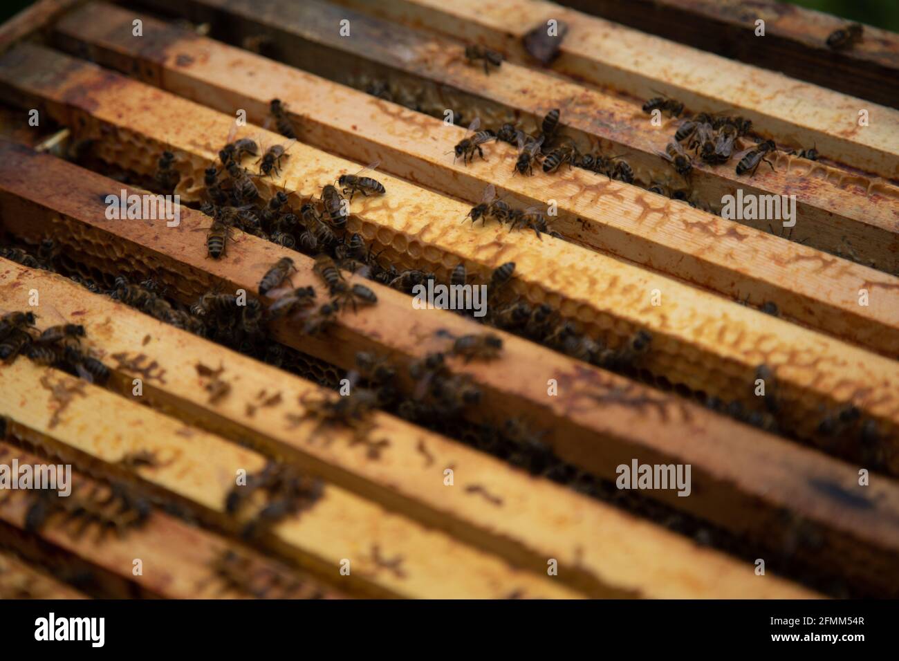 Open beehive - showing brood frames with propolis Stock Photo - Alamy