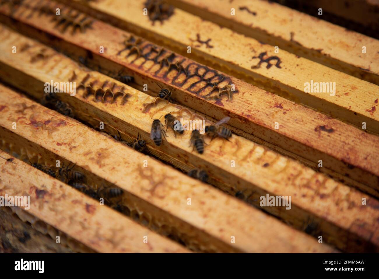 Open beehive - showing brood frames with propolis Stock Photo - Alamy
