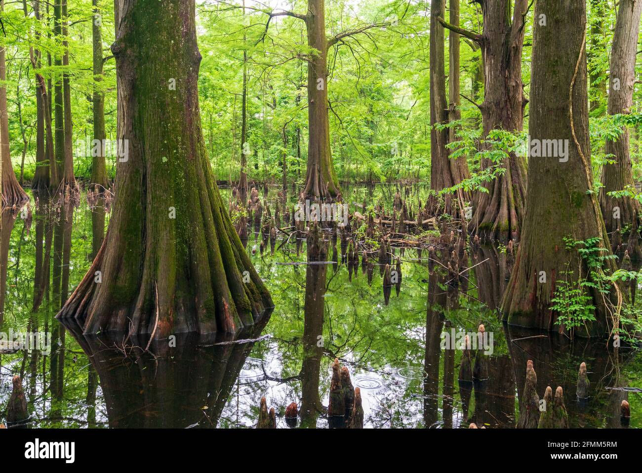 Mississippi delta swamp hi-res stock photography and images - Alamy