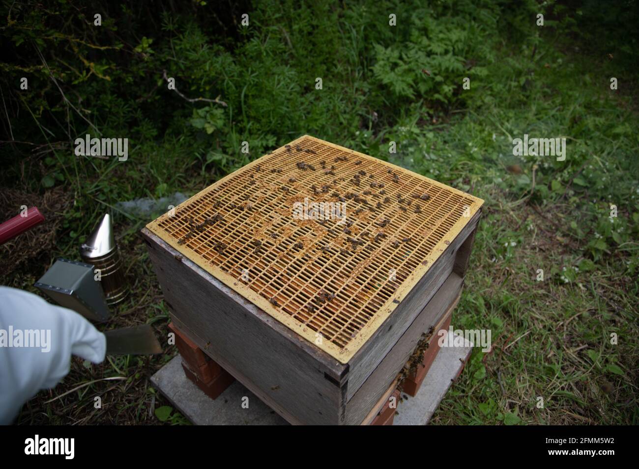 Beehive - brood box with a queen excluder in place and a beekeeper ...
