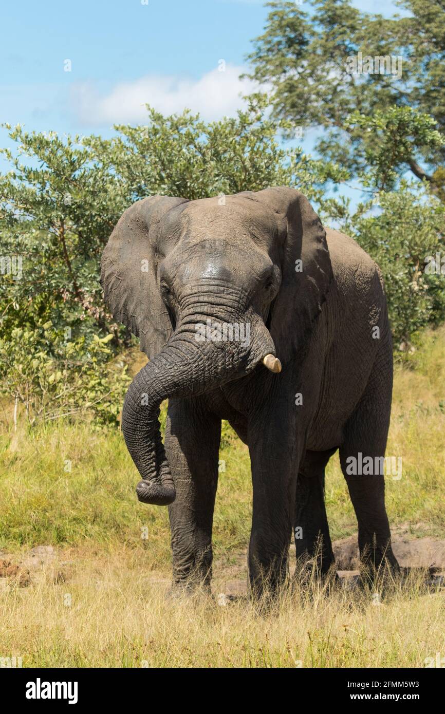 African Elephant bull showing off and putting his trunk over his tusk ...