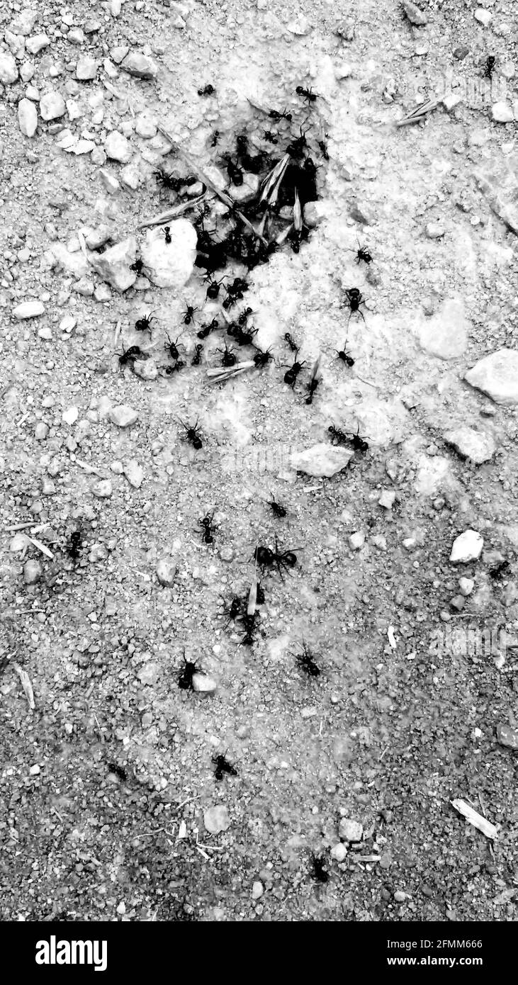 Row of ants entering food in anthill in Spring Stock Photo - Alamy