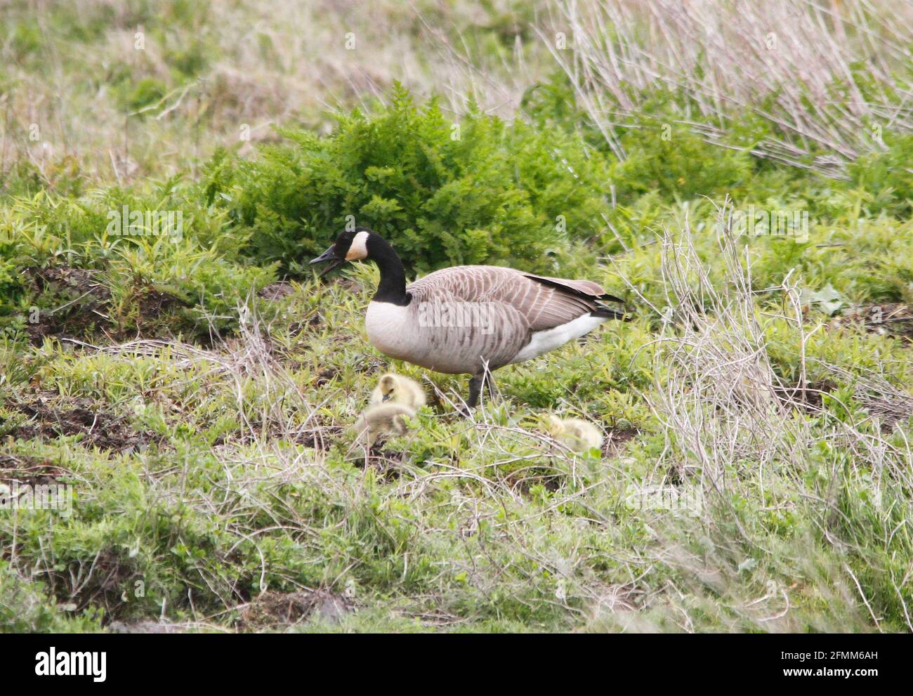 Wildlife photography at Marshside RSPB Stock Photo - Alamy