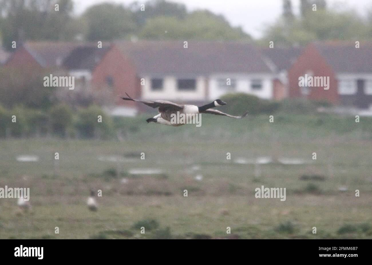 Wildlife photography at Marshside RSPB Stock Photo - Alamy