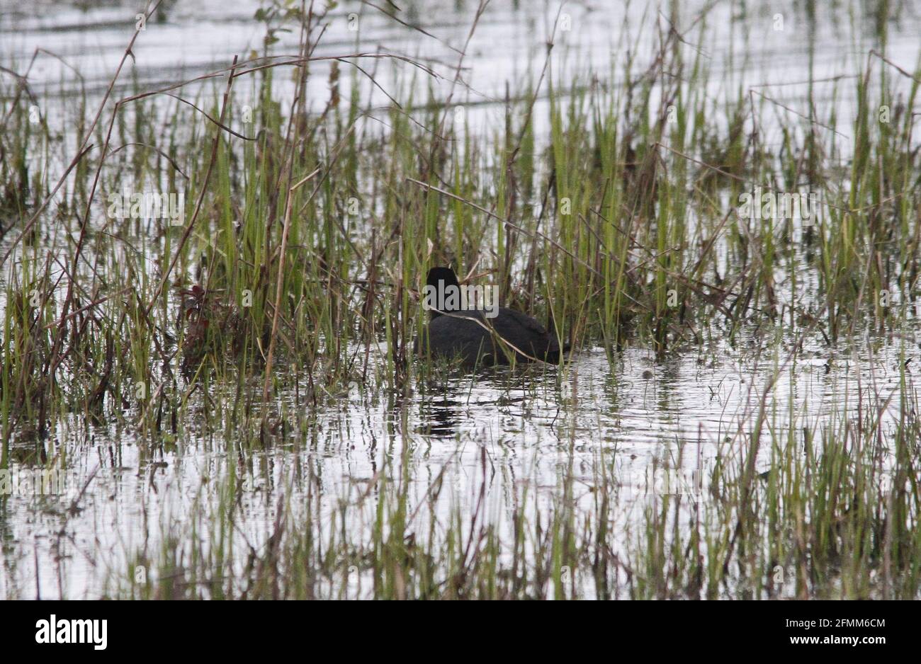 Wildlife photography at Marshside RSPB Stock Photo - Alamy