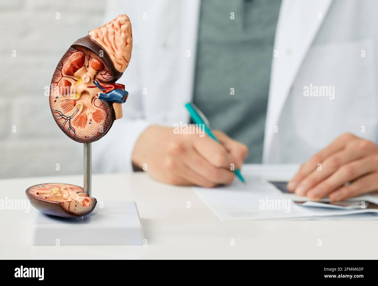 Kidney health concept. Close-up, anatomical model of human kidney on ...