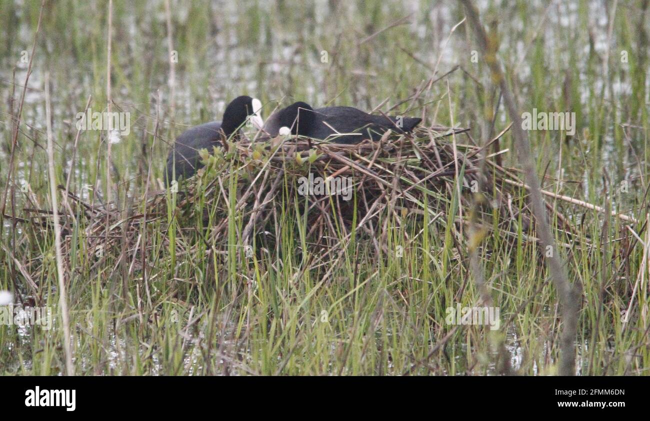 Wildlife photography at Marshside RSPB Stock Photo - Alamy