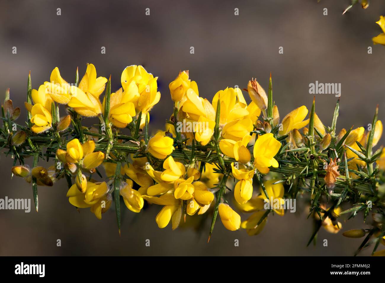 Close up of common gorse (ulex europaeus) flowers in bloom Stock Photo ...