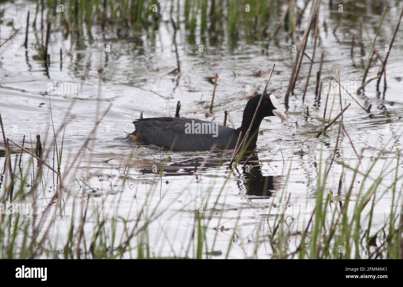 Wildlife photography at Marshside RSPB Stock Photo - Alamy