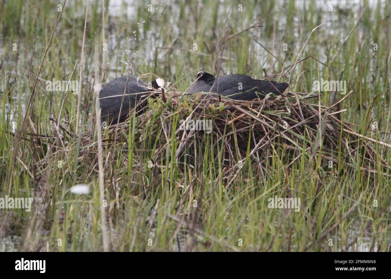 Wildlife photography at Marshside RSPB Stock Photo - Alamy