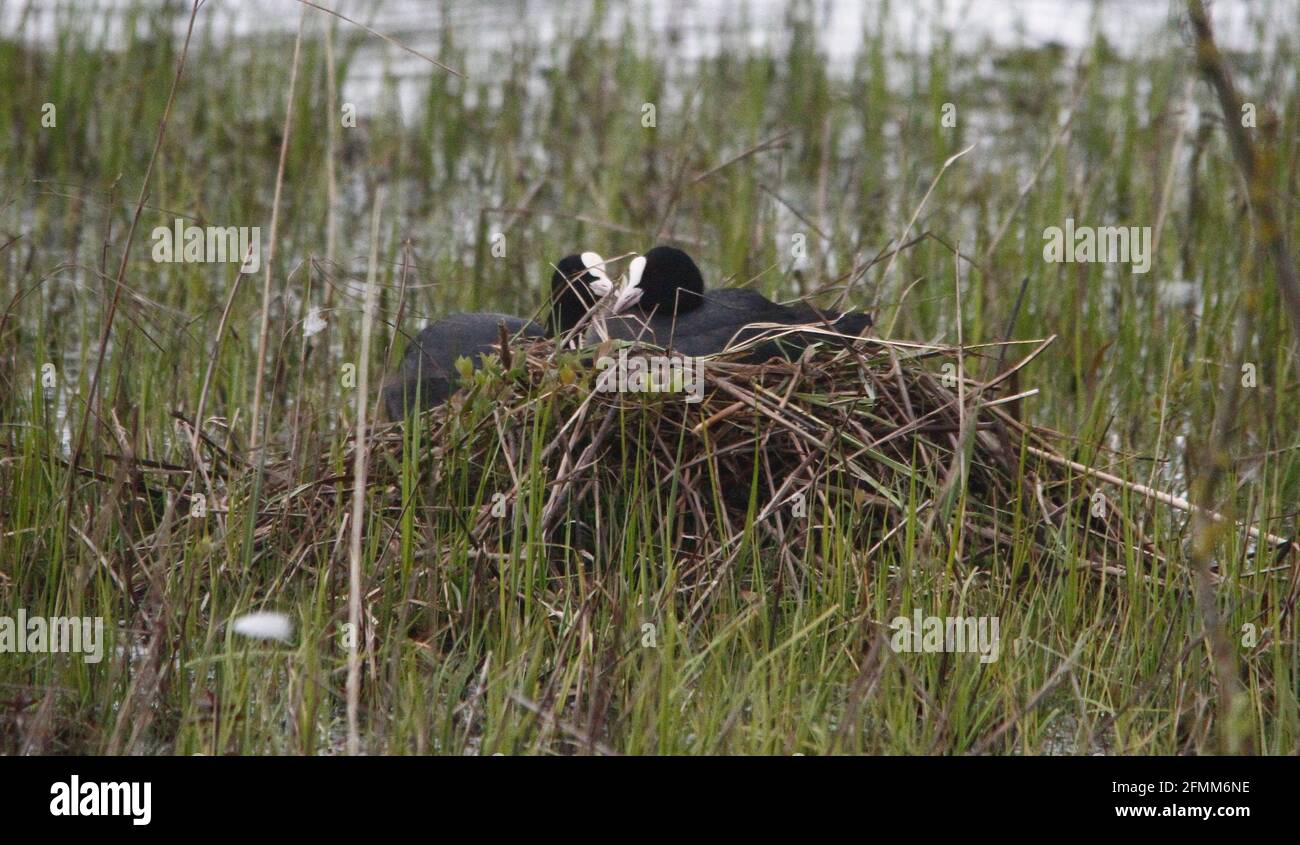 Rspb marshside nature reserve hi-res stock photography and images - Alamy