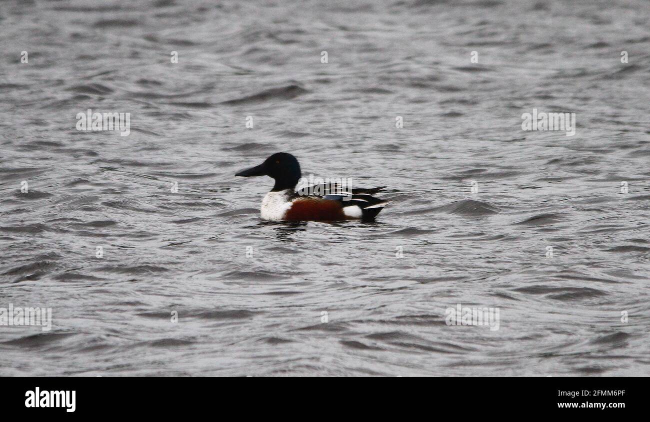 Wildlife photography at Marshside RSPB Stock Photo - Alamy