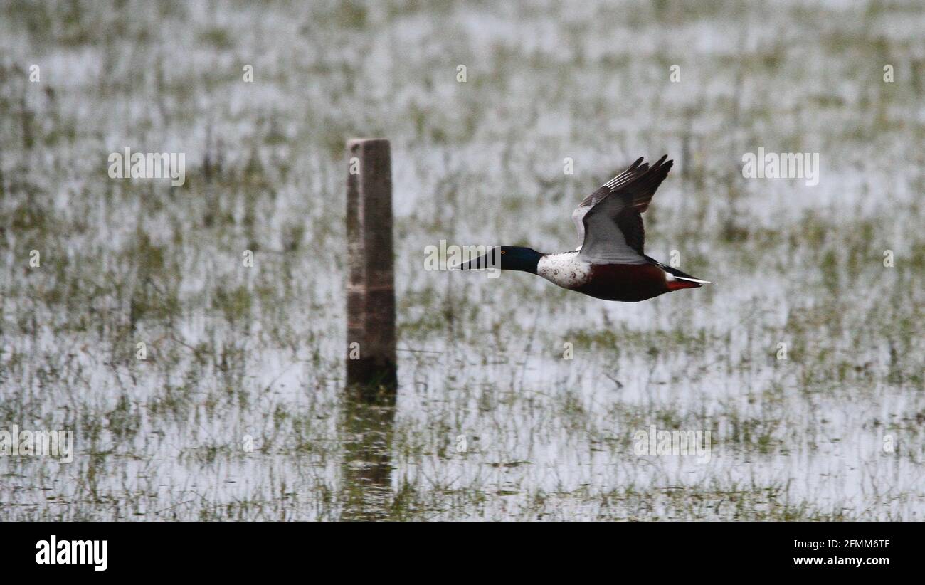Wildlife photography at Marshside RSPB Stock Photo - Alamy