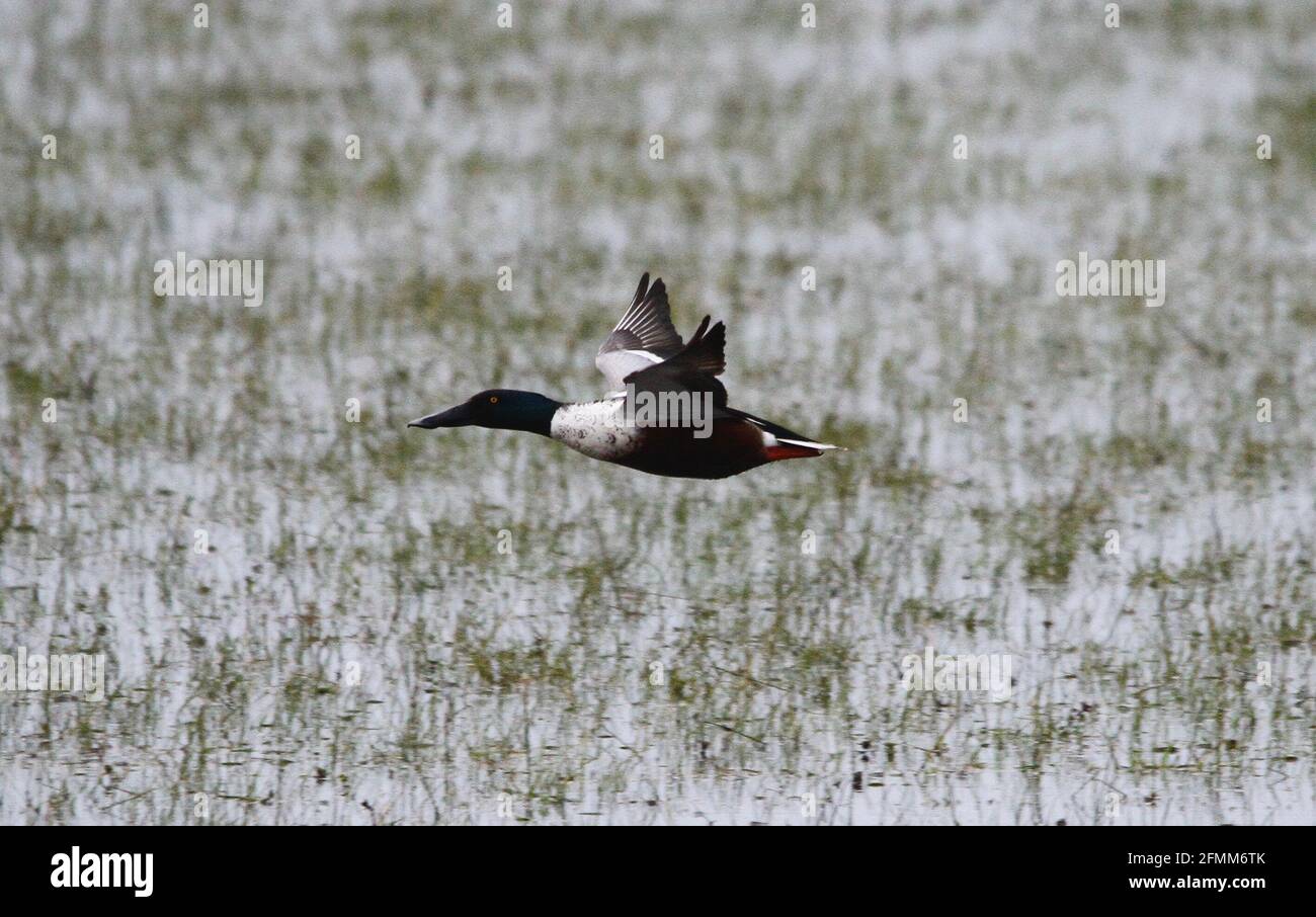 Wildlife photography at Marshside RSPB Stock Photo - Alamy