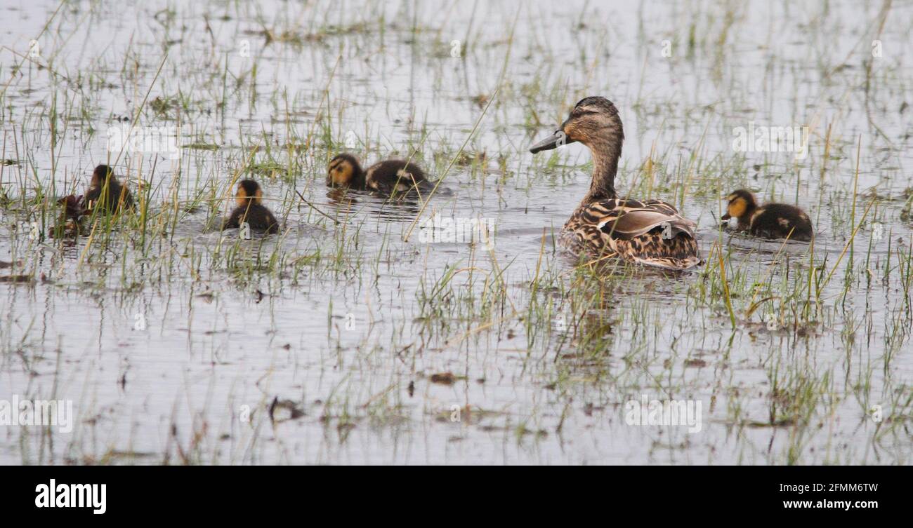 Wildlife photography at Marshside RSPB Stock Photo - Alamy
