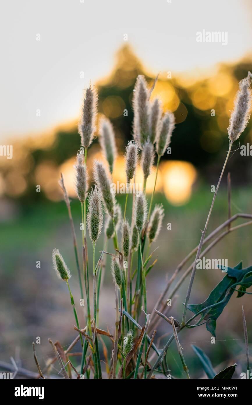 Polypogon maritimus, Sea bread grass high resolution image Stock Photo ...