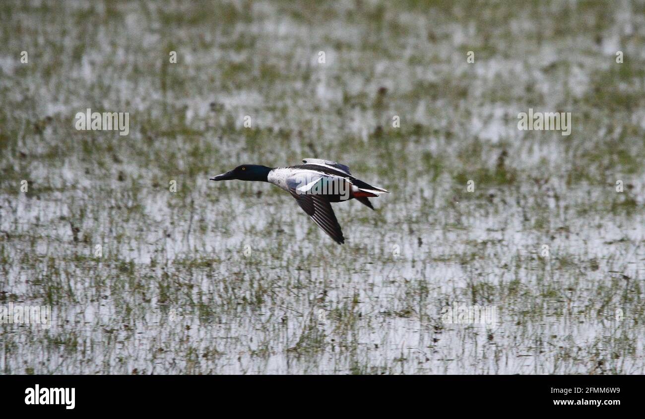 Wildlife photography at Marshside RSPB Stock Photo - Alamy
