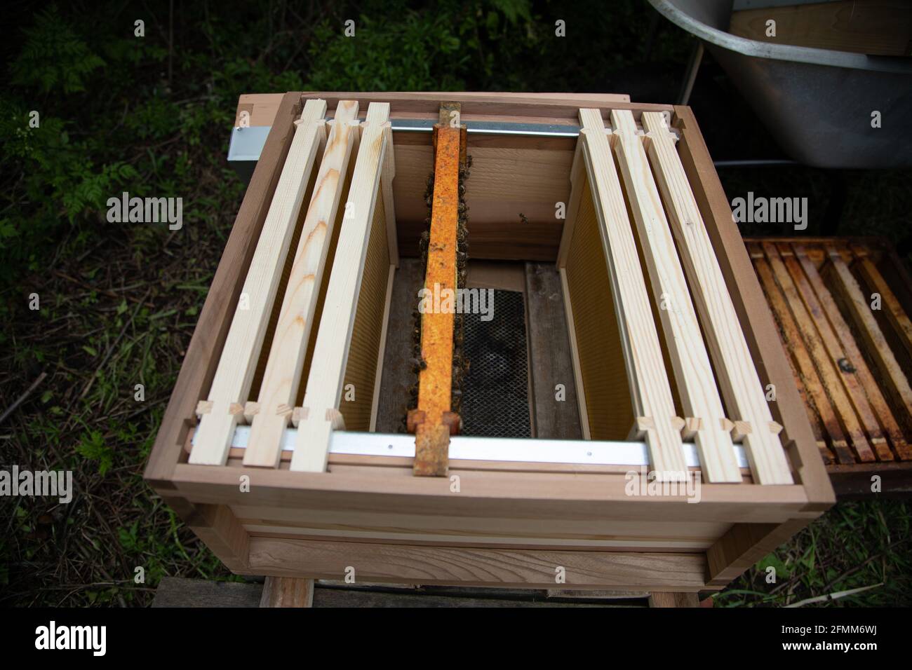 Brood frames being moved between two beehives to split the colony and ...