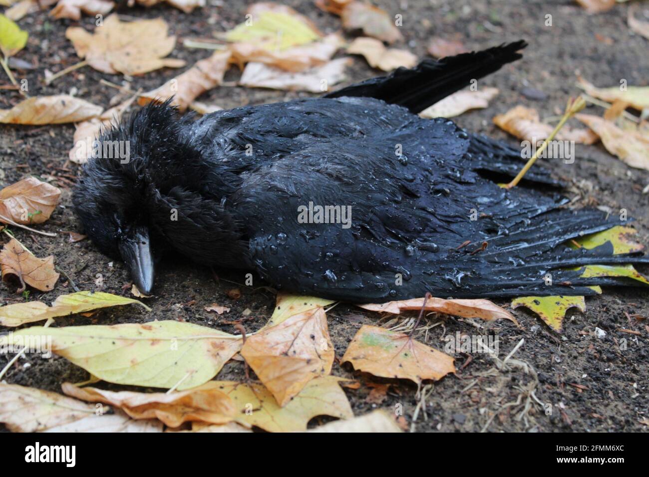 Closeup of a dead crow lying on the ground covered by autumn leaves ...