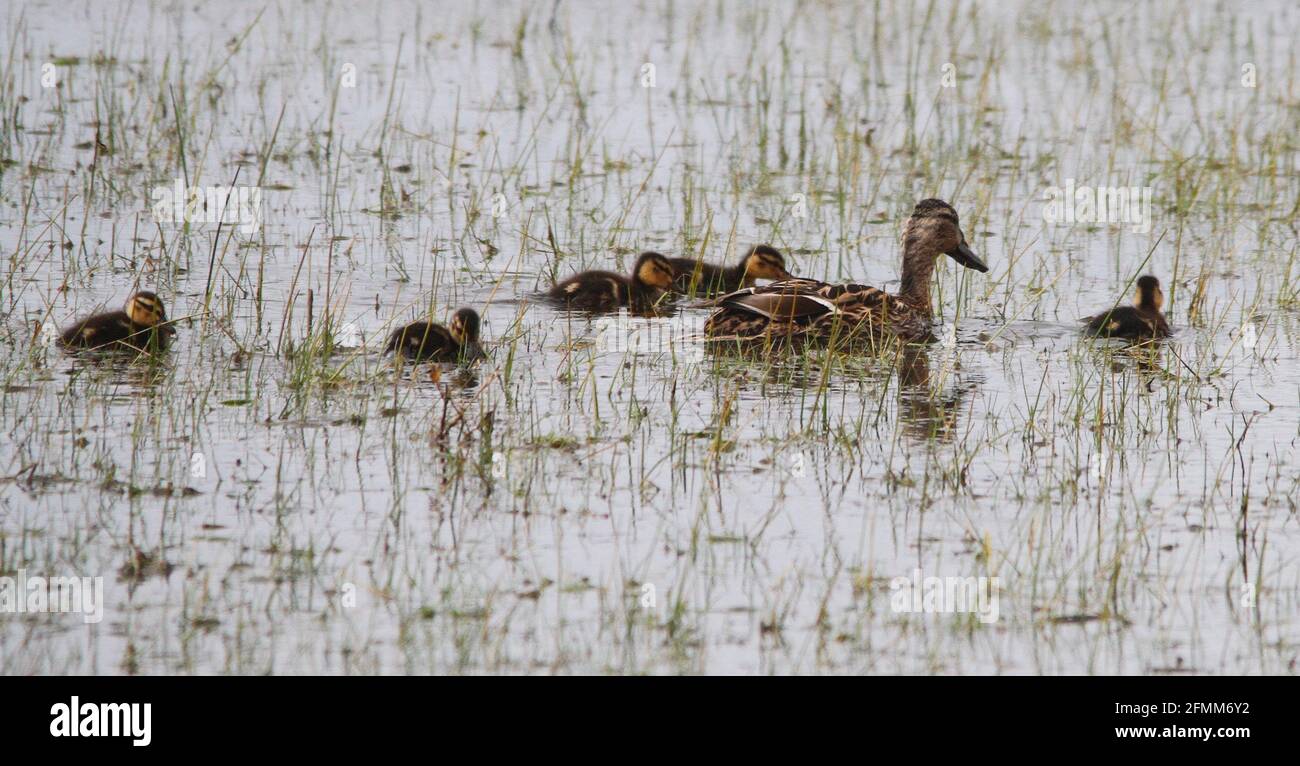 Wildlife photography at Marshside RSPB Stock Photo - Alamy