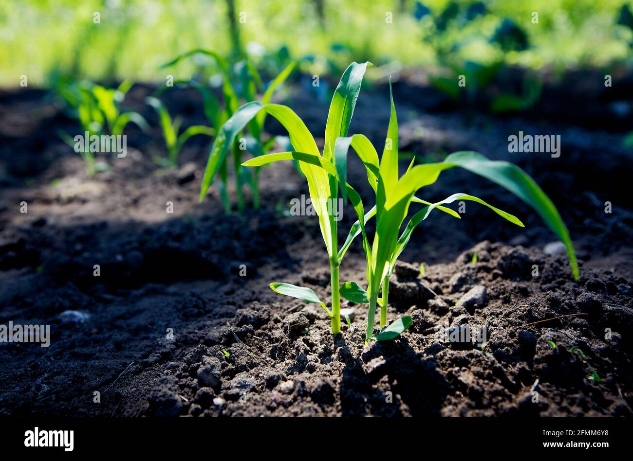 In waushara hi-res stock photography and images - Alamy