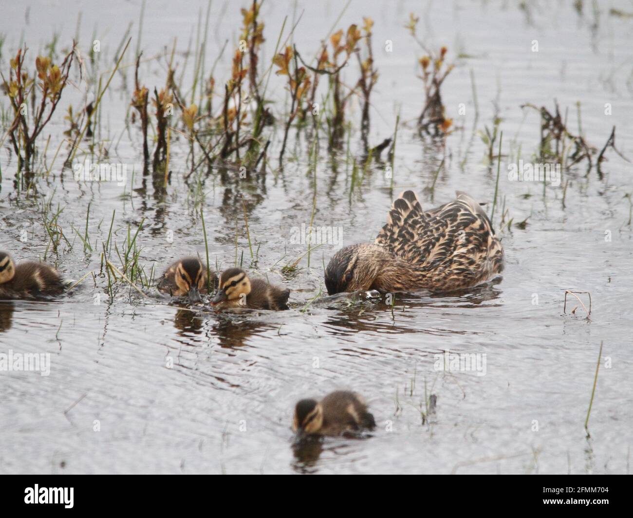 Wildlife photography at Marshside RSPB Stock Photo - Alamy
