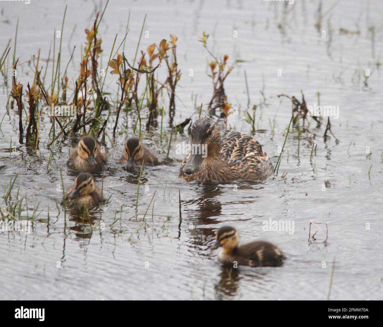 Wildlife photography at Marshside RSPB Stock Photo - Alamy