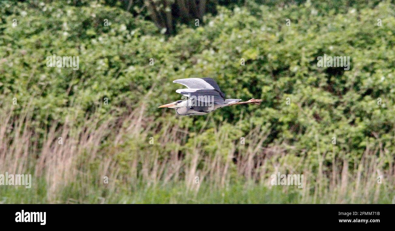 Wildlife photography at Marshside RSPB Stock Photo - Alamy